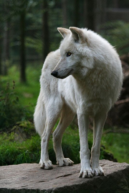 SammysHP | photography :: 011_Wildpark Lüneburger Heide (14) März 2008 ...