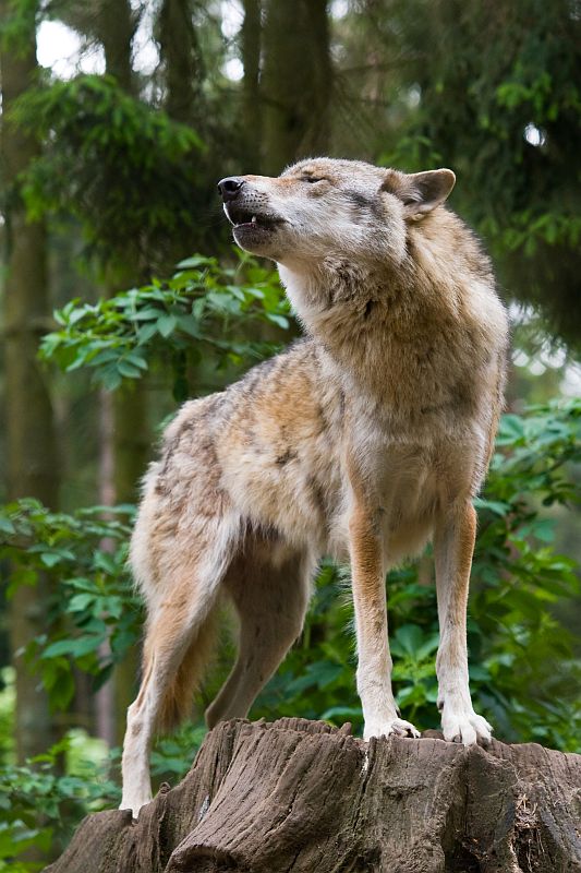 SammysHP | photography :: 011_Wildpark Lüneburger Heide (14) März 2008 ...